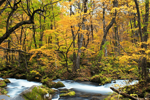 Visiting Japan in Fall: A Guide to Japan's Autumn Colors