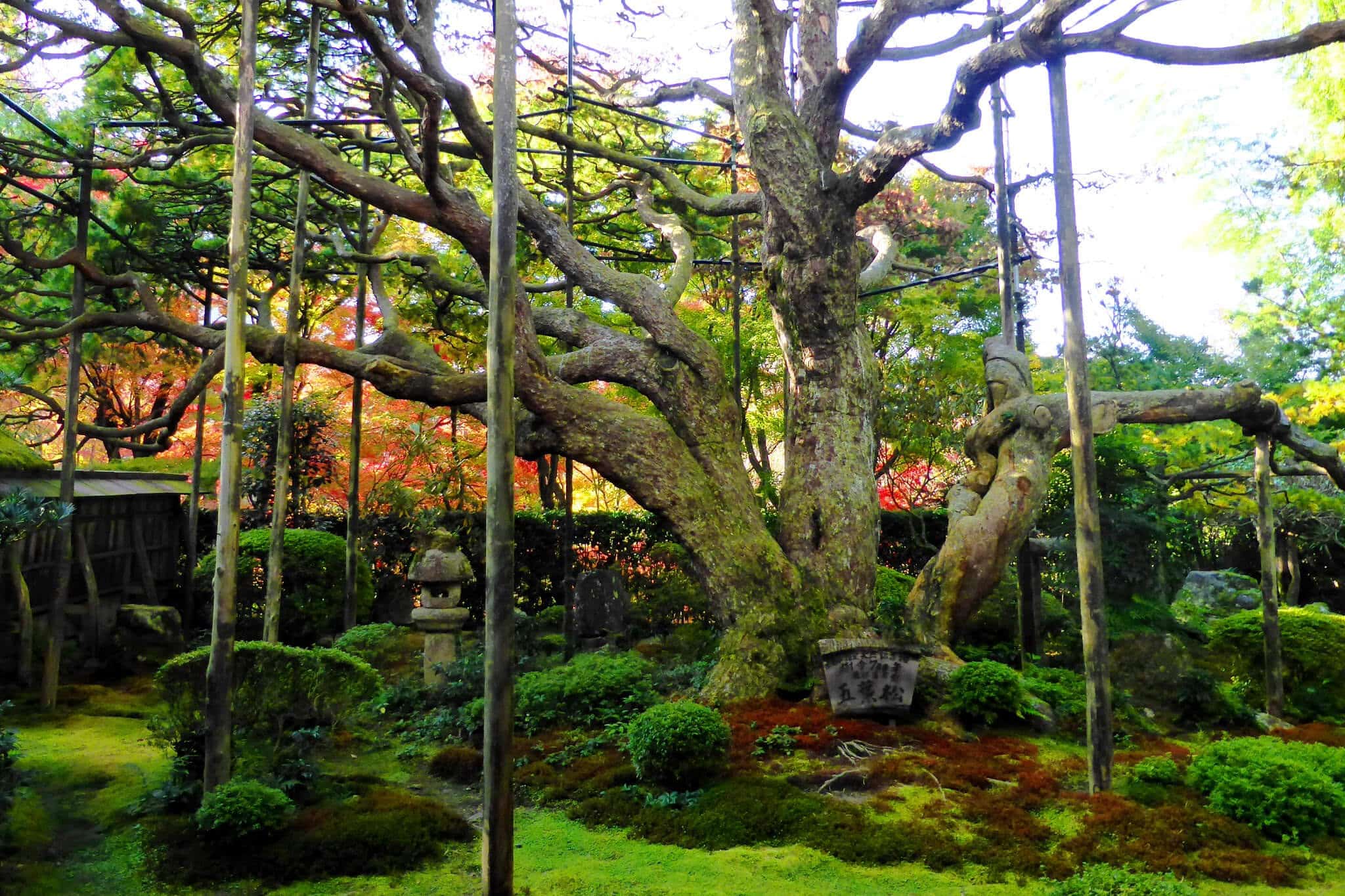 A Guide to Kyoto's Best Temples and Shrines