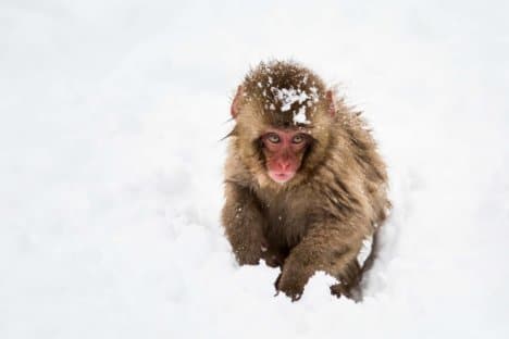 Winter in Japan - Boutique Japan